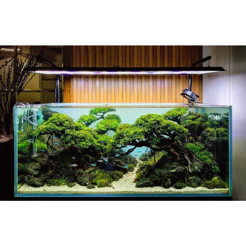 Jual Nickz aquascape dekorasi fullset natural bonsai 120 cm | Shopee Indonesia