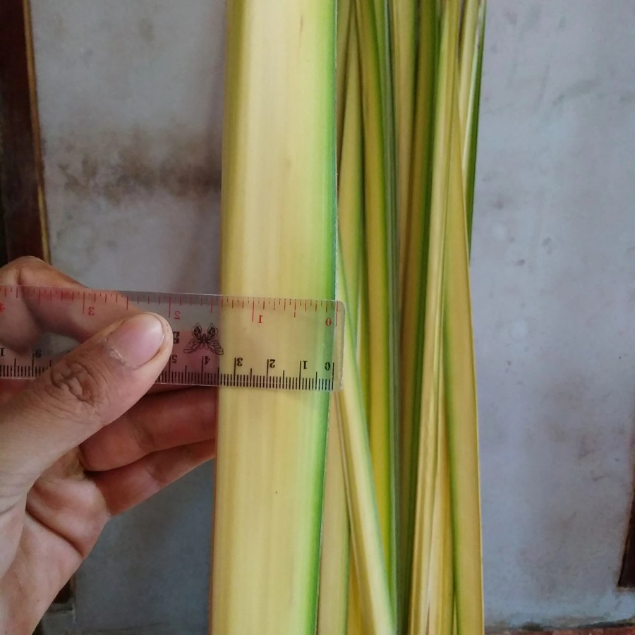 Jual JANUR KUNING DAUN KELAPA/DAUN JANUR MUDA/ DAUN KELAPA HIJAU ...