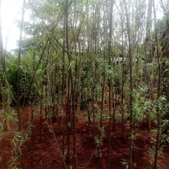 Jual pohon liang liu 3 meter | Shopee Indonesia