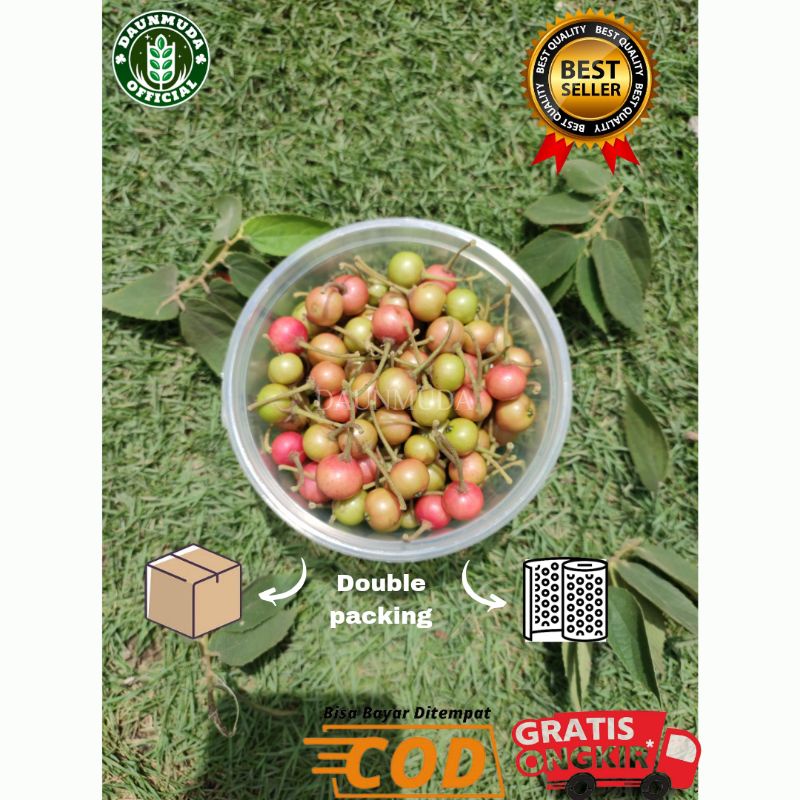 Jual 240buah Buah buah ceri versi Indonesia | buah seri | buah kersen ...