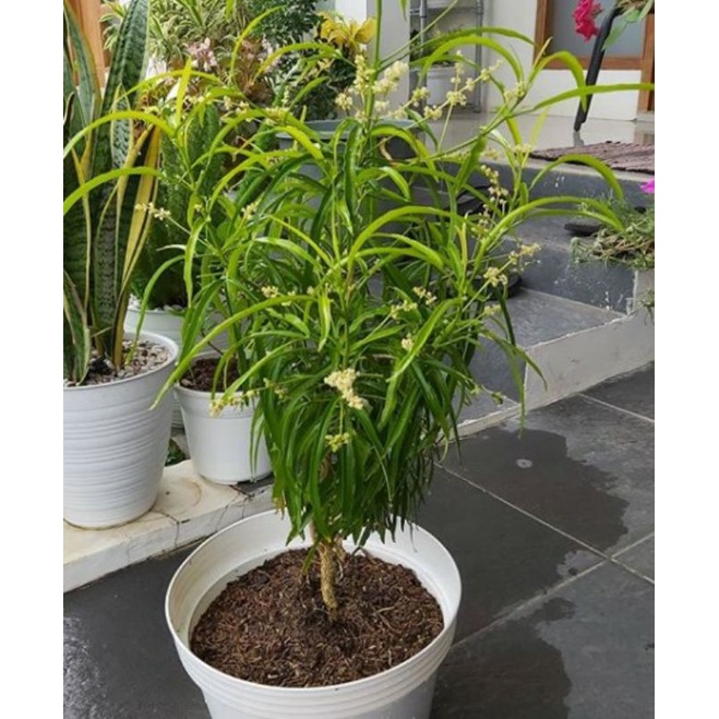 Jual tanaman bunga zodia tanaman berbau menyengat untuk mengusir nyamuk ...