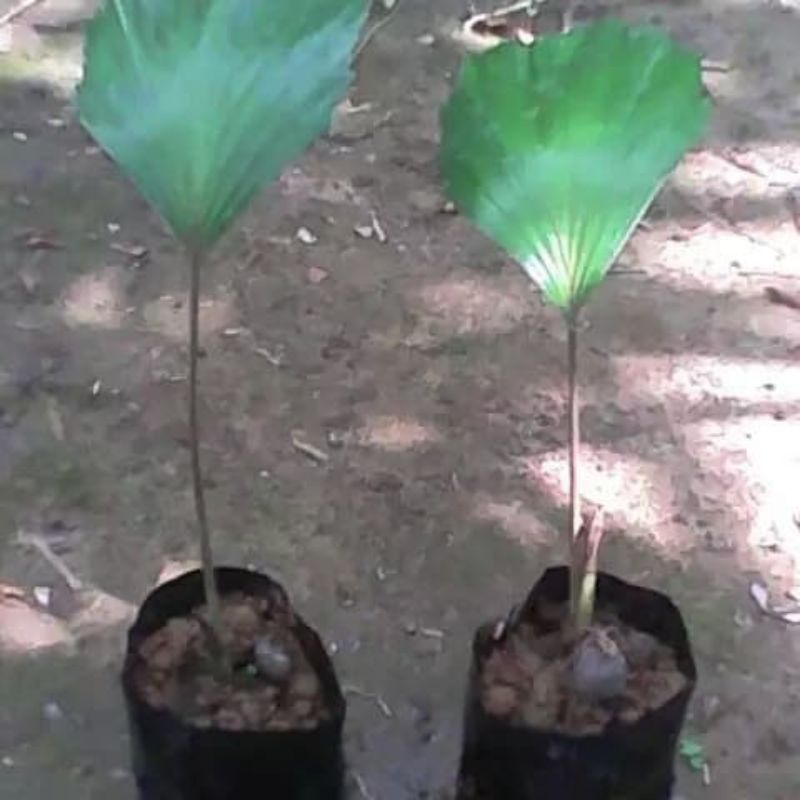 Jual bibit pohon aren enau pohon kolang kaling super | Shopee Indonesia