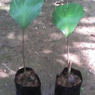 Jual bibit pohon aren enau pohon kolang kaling super | Shopee Indonesia