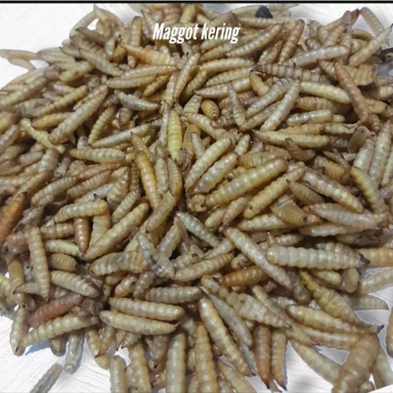 Jual maggot kering pakan arwana louhan channa maggot kering makanan ...