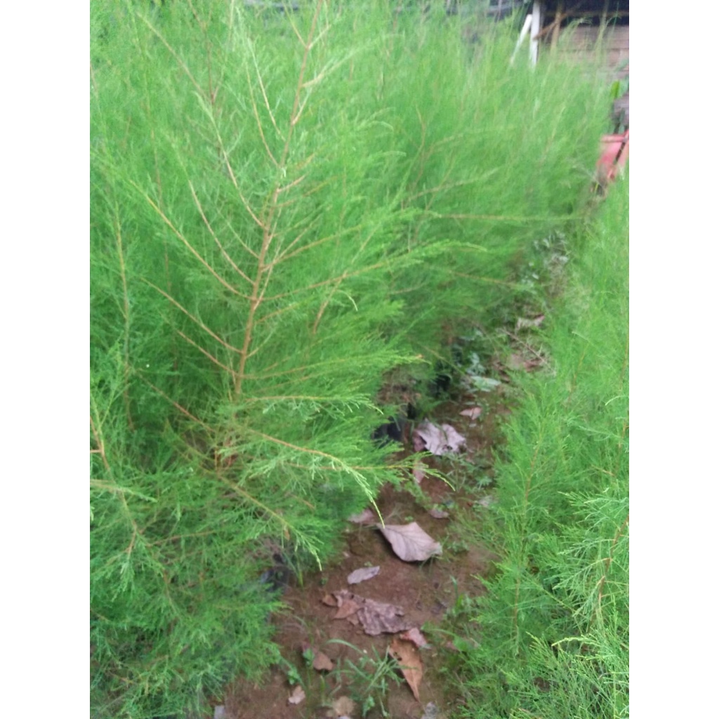 Jual Bibit Tanaman Peneduh Cemara Laut - Cemara Udang - Pemecah Angin ...