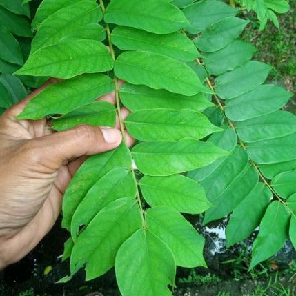 Jual Daun Asam Belimbing Wuluh 100 gr/Daun Belimbing besi/Daun Asam ...