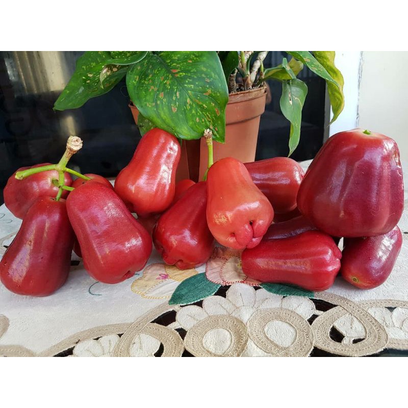 Jual bibit tanaman buah jambu air madu deli merah bisa di tanam dan ...
