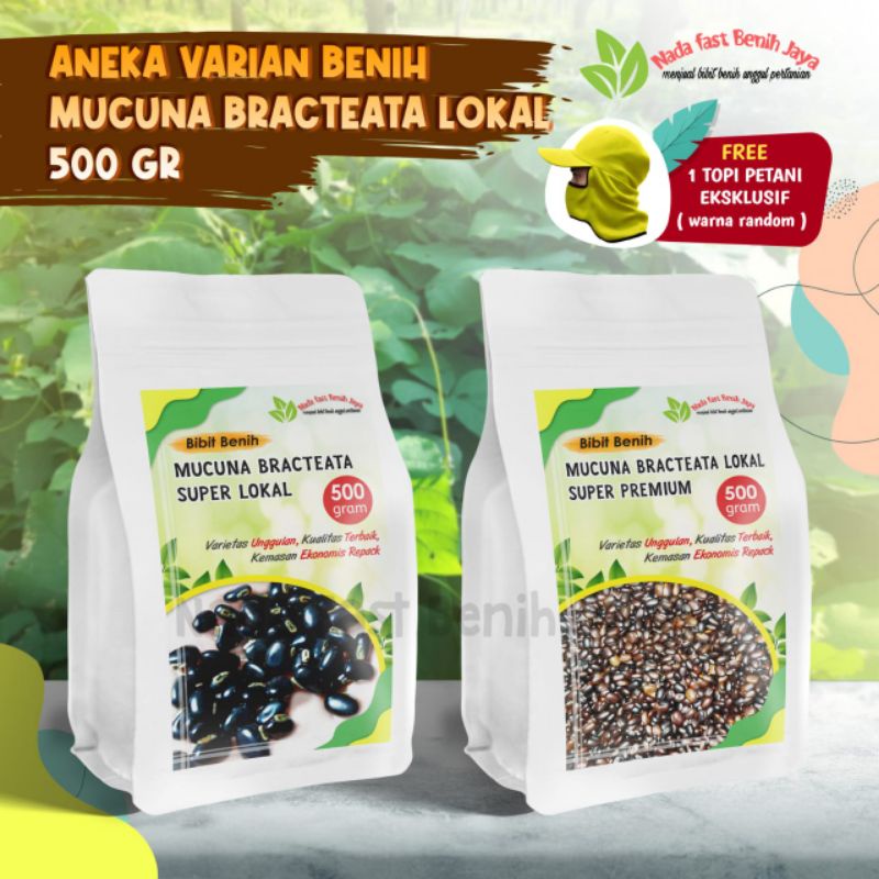Jual Benih mucuna bracteata 500 gram super Benih MB Cover crops / LCC ...