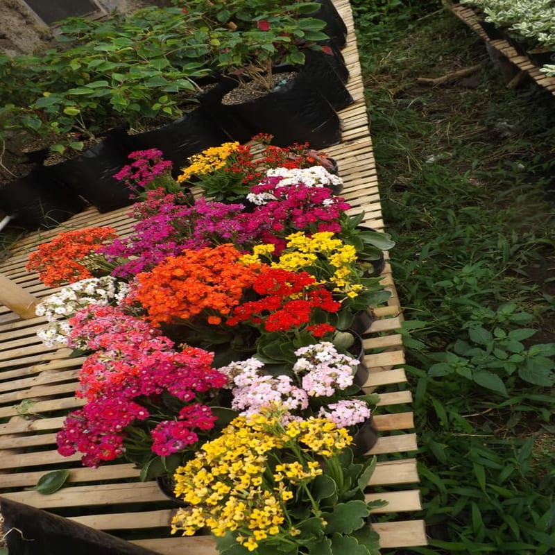 Jual Tanaman Hias Indoor - Cocor Bebek Hias ( Pilih Warna ) | Shopee ...