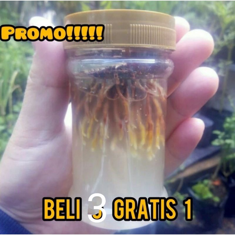 Jual pupuk jamur keberuntungan abadi JAKABA kemasan toples silinder 150 ...