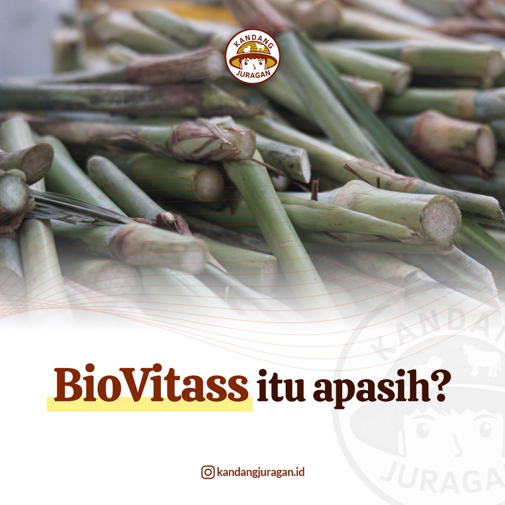 Jual (BB-Biogen) Rumput BioVitass | Bibit Pakan Ternak Unggulan ...