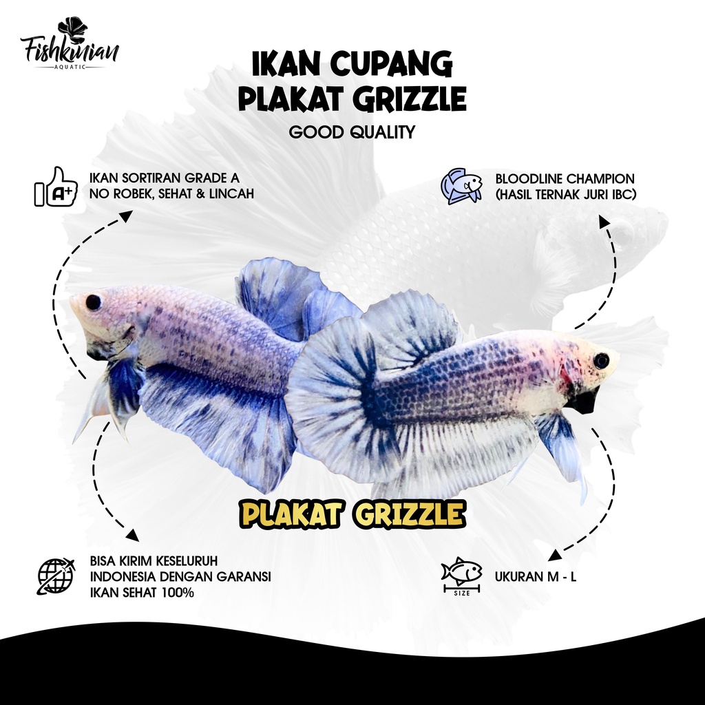 Jual Ikan Cupang Plakat (PK) Grizzle GRADE A | Shopee Indonesia