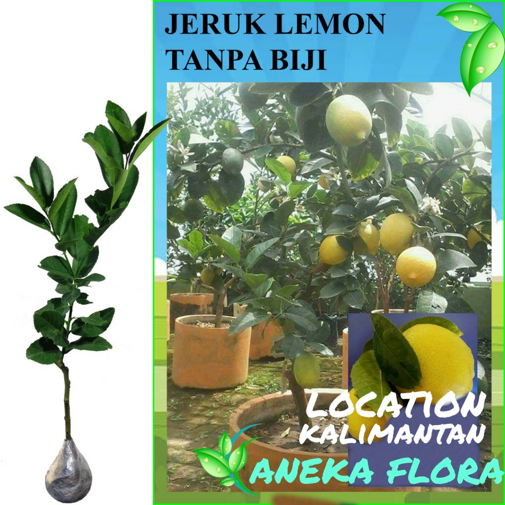Jual Bibit jeruk Lemon Tanpa Biji (60-80cm) | Shopee Indonesia