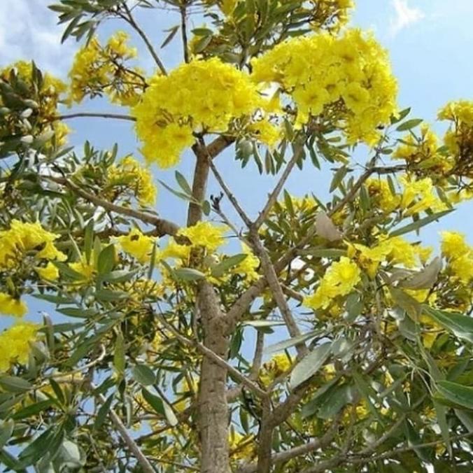 Jual tanaman tabebuya bunga kuning/1meter | Shopee Indonesia