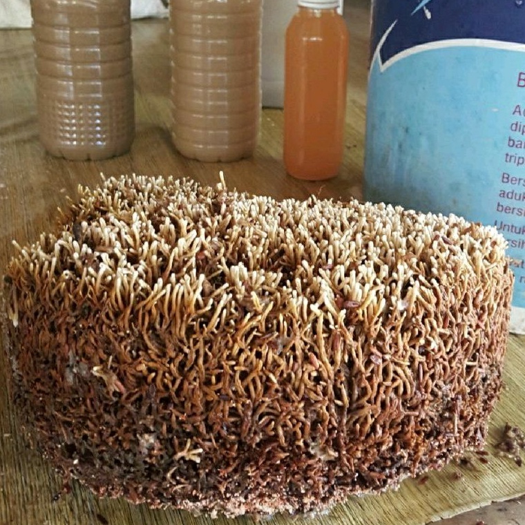 Jual Pupuk Organik Jakaba Jamur Keberuntungan Abadi 500 gr | Shopee ...