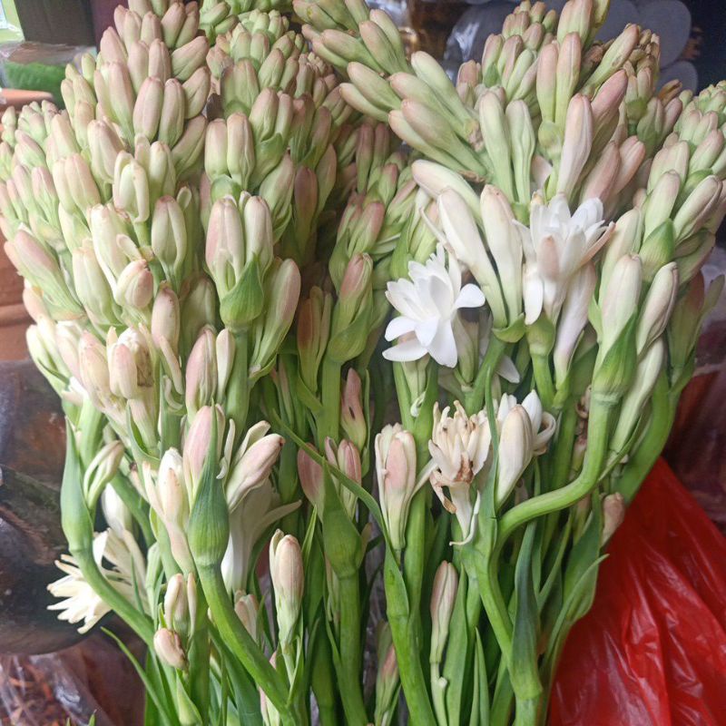 Jual Bunga sedap malam | Shopee Indonesia