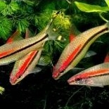 Jual ikan hias aquascape puntius denisonii ikan hias puntius denisoni ...