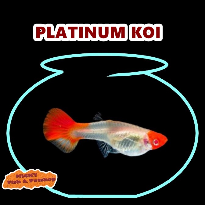 Jual BETINA Platinum Koi Grade Indukan Guppy | Shopee Indonesia