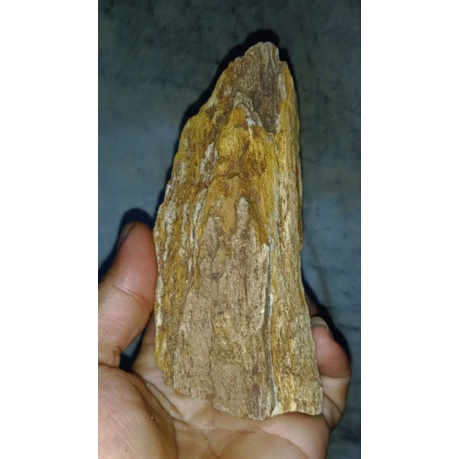 Jual fosil kayu kelor ini sudah menjadi batu | Shopee Indonesia