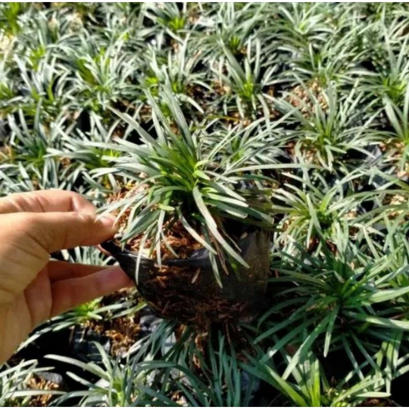 Jual tanaman kucai mini rumput kucai mini tanaman pengganti rumput ...