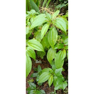 Jual Daun pohpohan | Shopee Indonesia