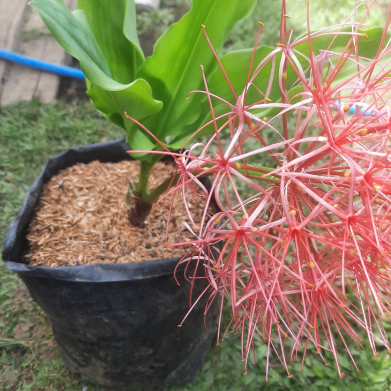 Jual Tanaman Bunga Desember Hidup | Shopee Indonesia