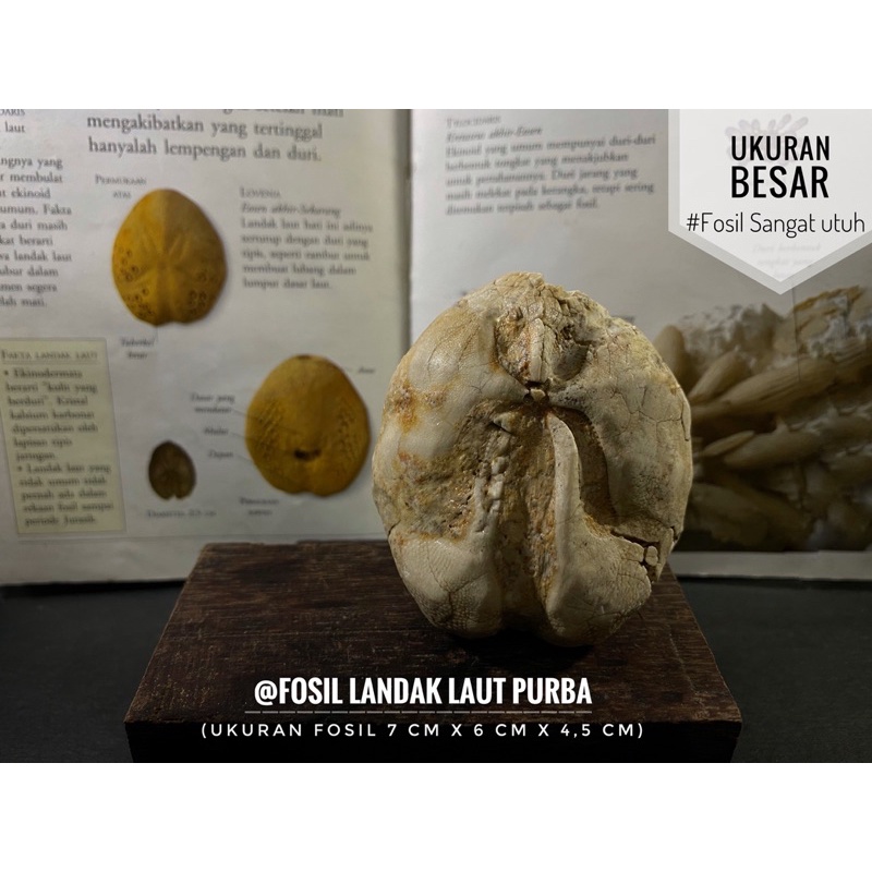 Jual Fosil Landak Laut Purba B21 atau Fosil Bintang Laut atau Fosil Sea ...
