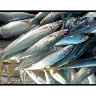 Jual Ikan Dencis Dungun 500-1000 Gram | Shopee Indonesia