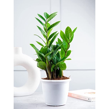 Jual Tanaman Hias Zamia Dolar, ZZ Plant, Pohon Abadi Serba Guna dan ...