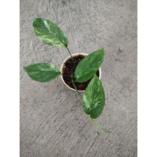 Jual Epipremnum Hanoman SP Bali Real Pict | Shopee Indonesia