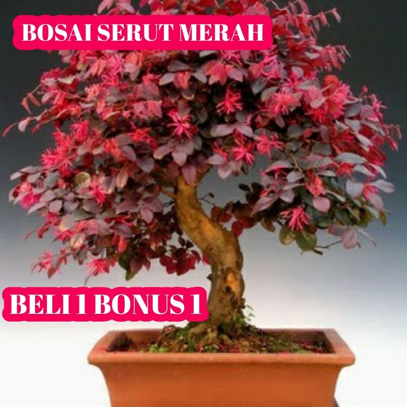 Jual BONSAI SERUT MERAH TINGGI 60-80CM | Shopee Indonesia