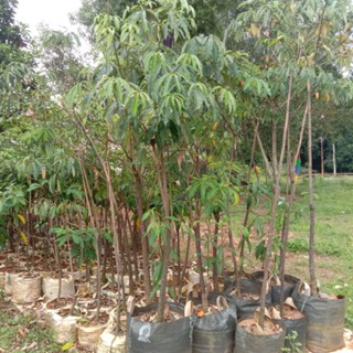 Jual tanaman pule pulai tinggi 2 meter bahan bonsai pohon pule tanaman ...