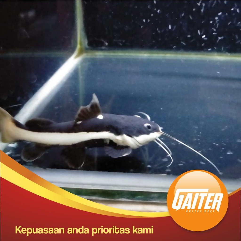 Jual Ikan RTC Red Tail Catfish | Shopee Indonesia