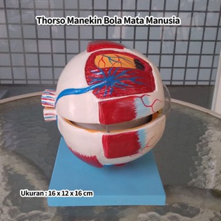 Jual Torso Anatomi Bola Mata Manusia/ Alat Peraga Mata Manusia/Struktur ...