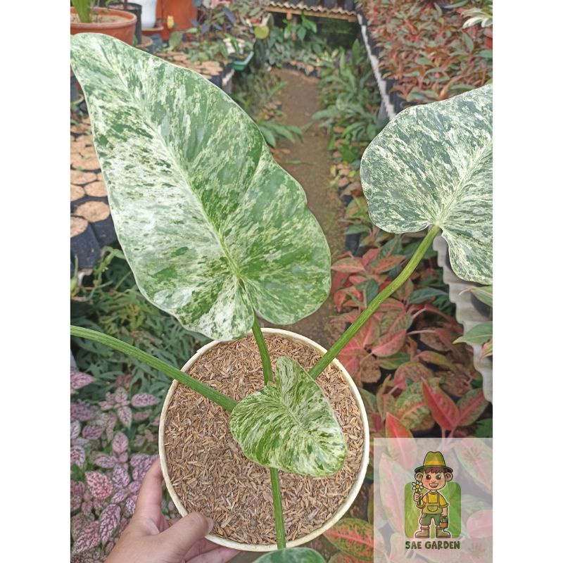 Jual Philodendron Giganteum Varigata / Philo Marbel Var / Philodendron ...