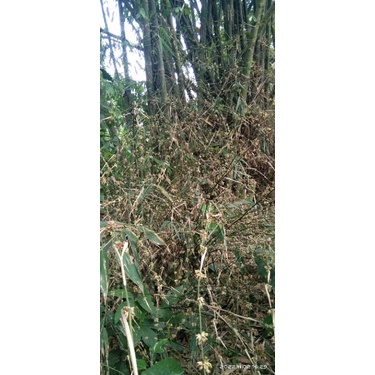Jual Bunga Bambu | kembang awi | Bunga Pring ( per 15 tangkai ...