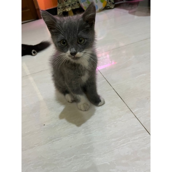 Jual Open adopt kucing peranakan persia x domestik | Shopee Indonesia
