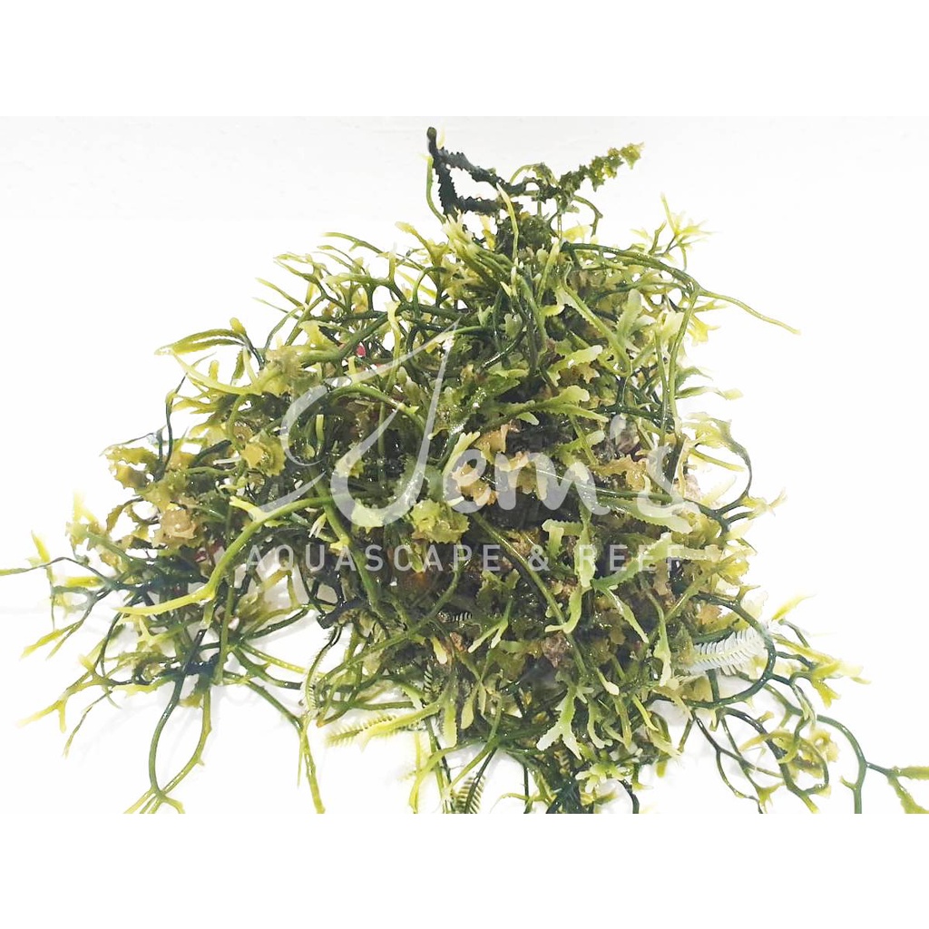 Jual Tanaman Refugium / Macro Algae Rumput Keriting (Caulerpa serrulata ...