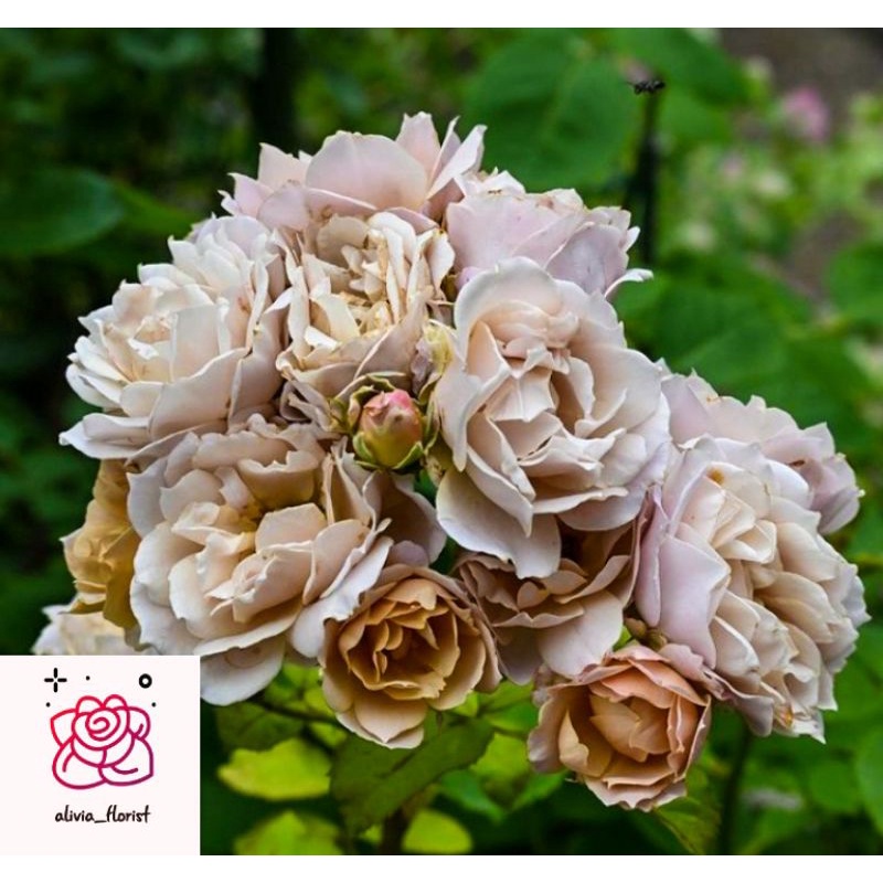 Jual Mawar Iori | Bunga Iori coklat | Tanaman Hias Outdor Iori | Rose ...