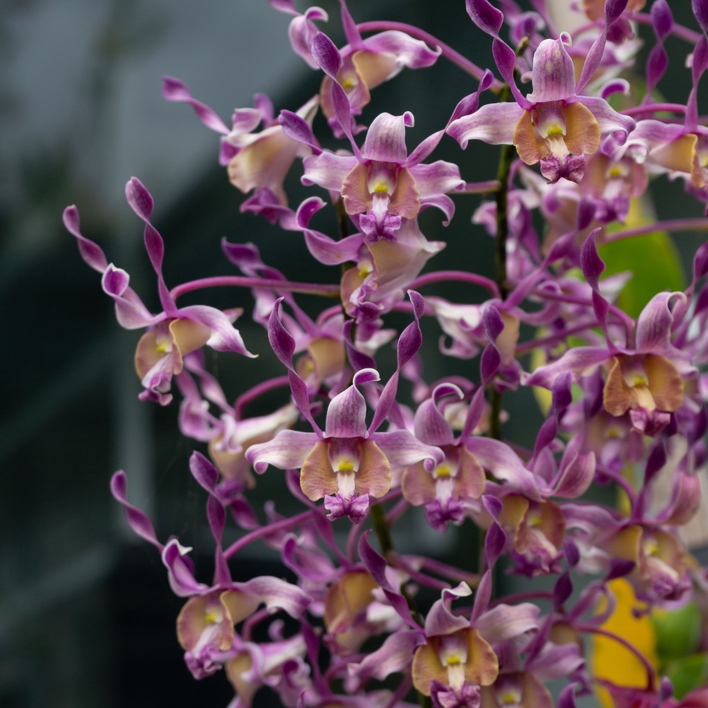 Jual ANGGREK DENDROBIUM KERITING PRA REMAJA | Shopee Indonesia