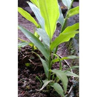 Jual Bibit tanaman bangle atau bengle panglai | Shopee Indonesia