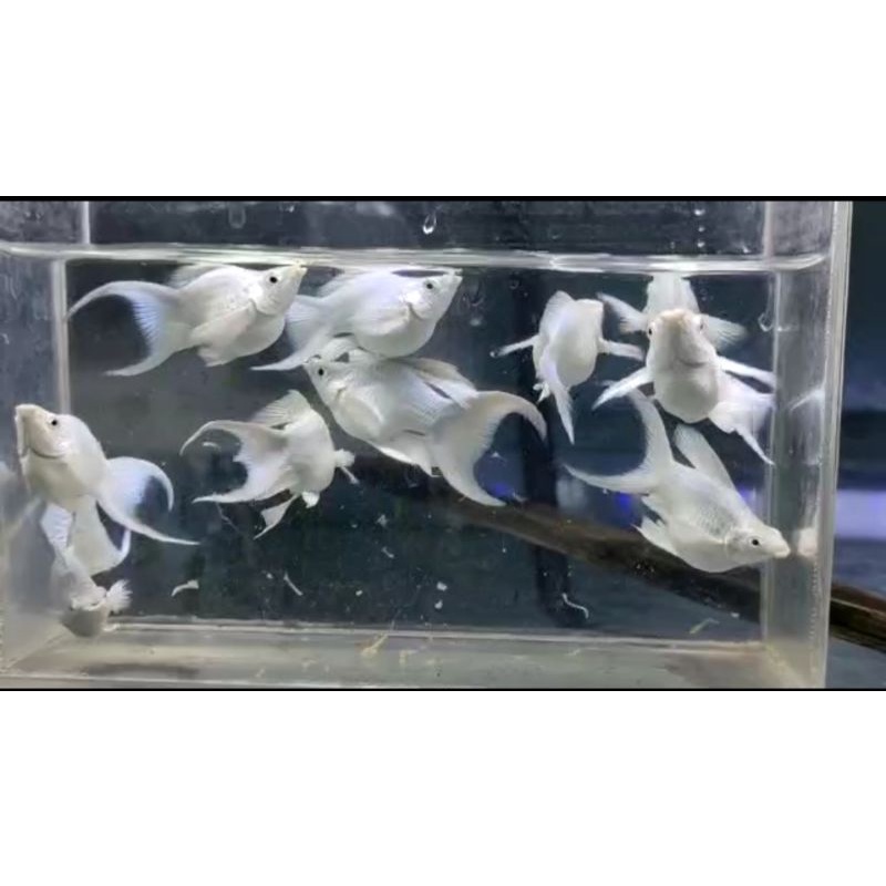 Jual Molly | Molly Platinum Lyretail | Cocok Buat Pajangan Di Aquascape ...
