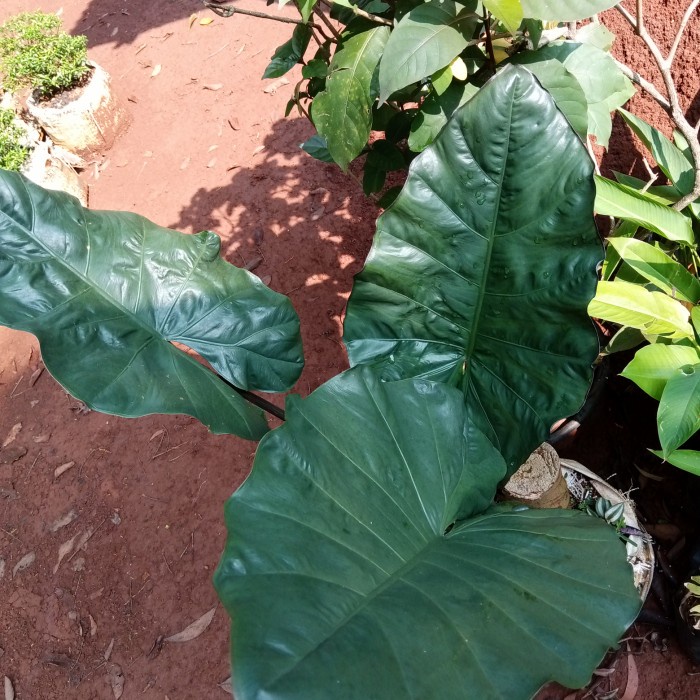 Jual tanaman hias pohon sente hitam 1 meter | Shopee Indonesia