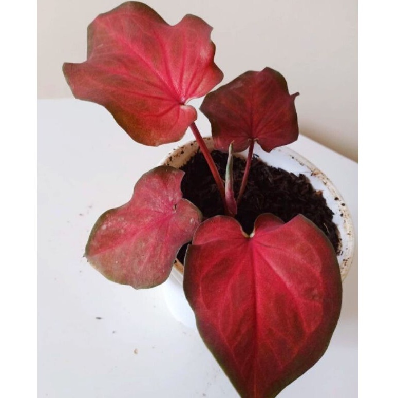 Jual Tanaman Hias Hidup/Tanaman Pelita Merah/Tanaman Caladium Subur ...