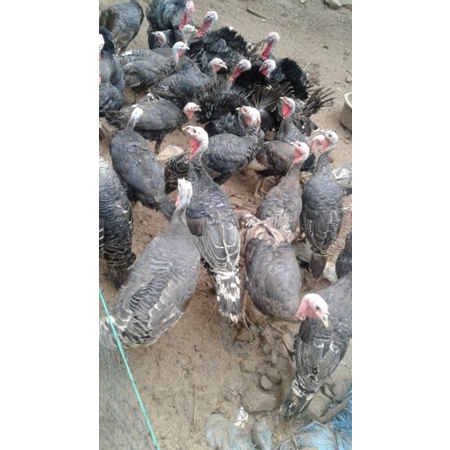 Harga japri Terbaru Sep 2025 | BigGo Indonesia