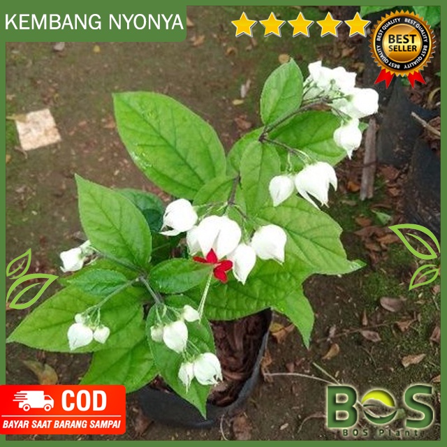 Jual Bosplant - Tanaman hias pohon bunga Nyonya makan sirih/nyonyah ...