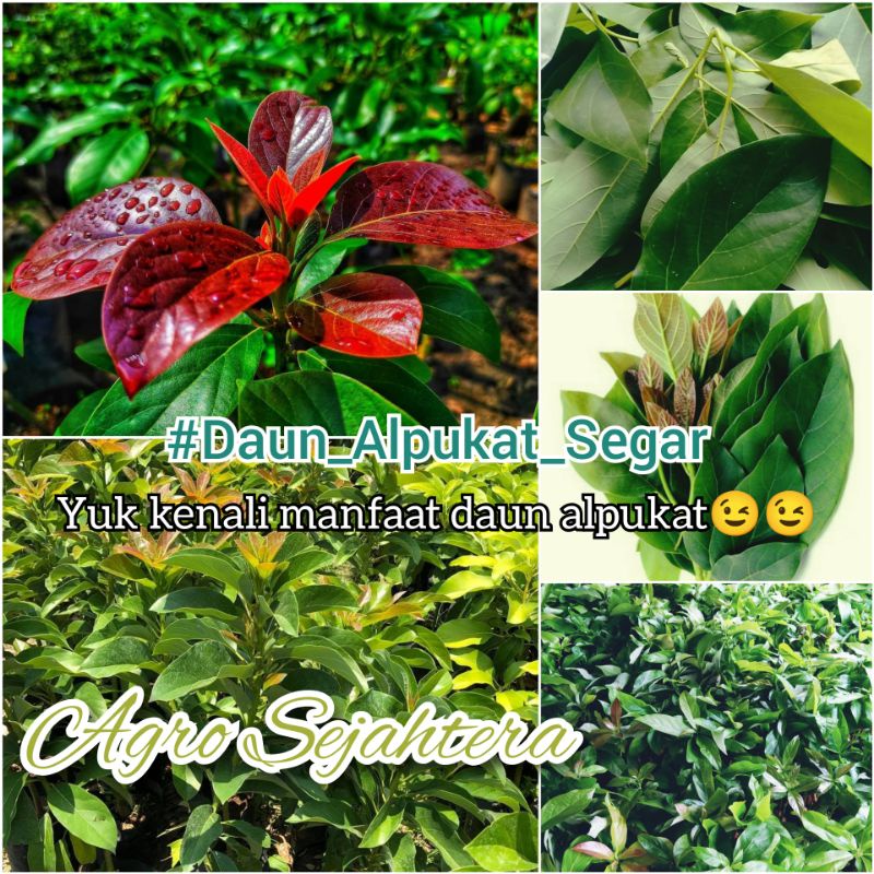 Jual DAUN ALPUKAT FRESH LANGSUNG PETIK DARI POHON ll 50 Daun | Shopee ...