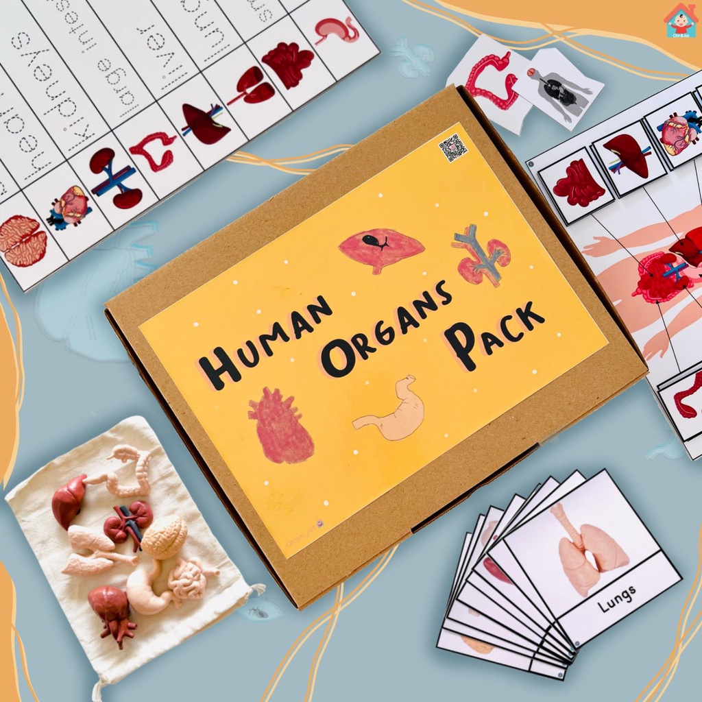 Jual Human Organs Pack Learning Kit Montessori Organ Tubuh Manusia ...