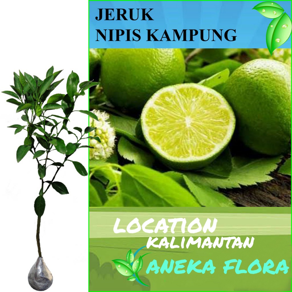 Jual bibit tanaman jeruk nipis kampung (50-70cm) | Shopee Indonesia