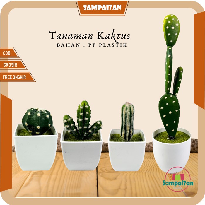 Jual Tanaman Hias Kaktus Mini Dekorasi Ruangan Rumah Tanaman Sukulen ...